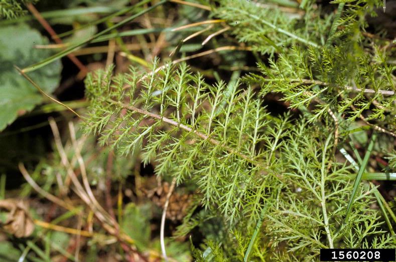 common yarrow (Achillea millefolium L.)