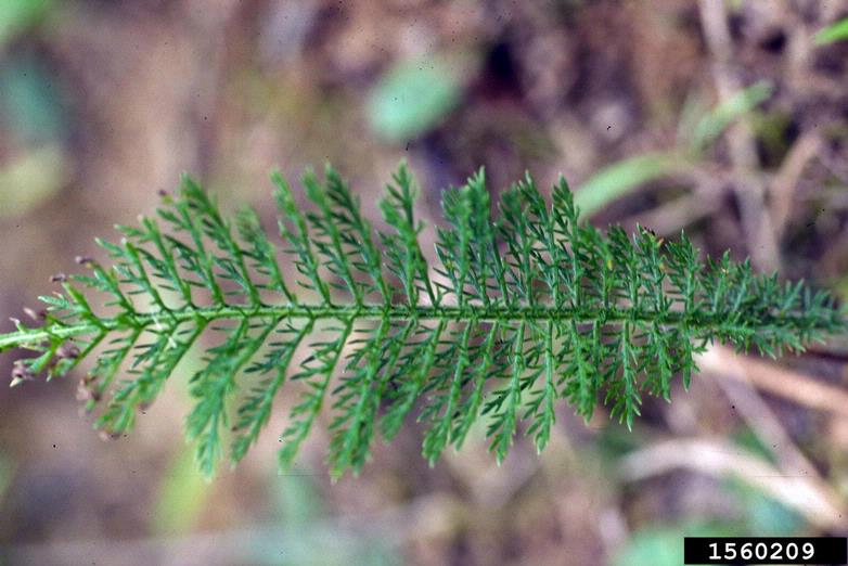 common yarrow (Achillea millefolium L.)