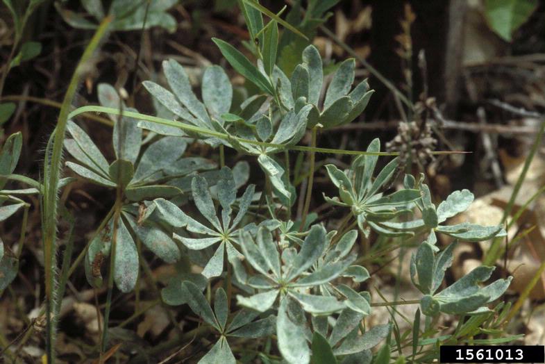 perennial lupine (Lupinus perennis)
