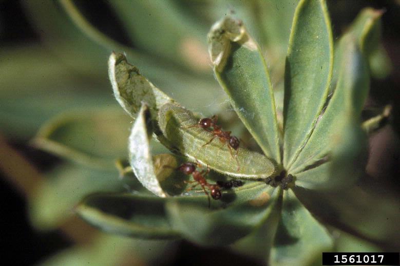 ants (Genus Formica Linnaeus, 1758)