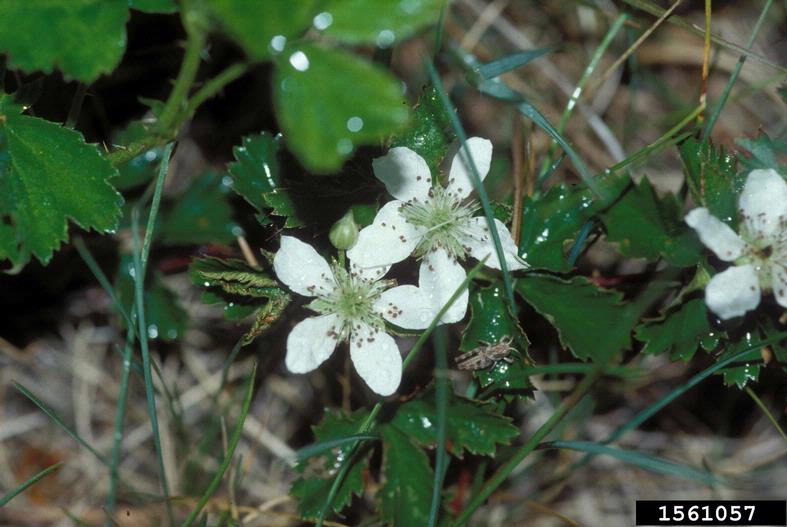 cane fruit (blackberry, raspberry) (Genus Rubus)