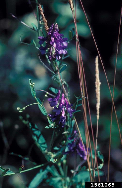 bird vetch (Vicia cracca L.)