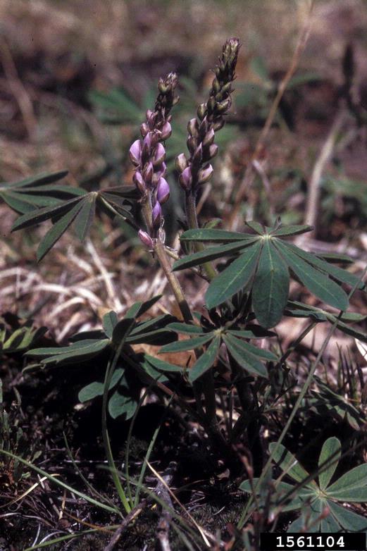 perennial lupine (Lupinus perennis L.)