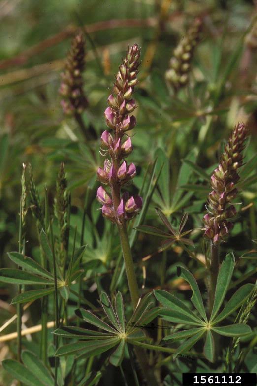 perennial lupine (Lupinus perennis L.)