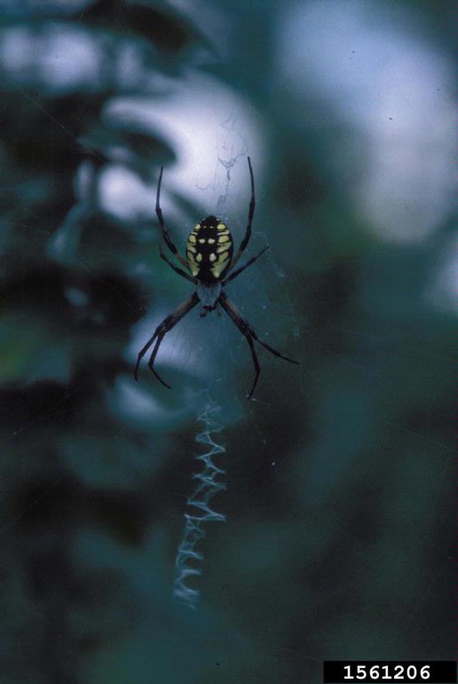 Black Spider Yellow Spots In Ohio