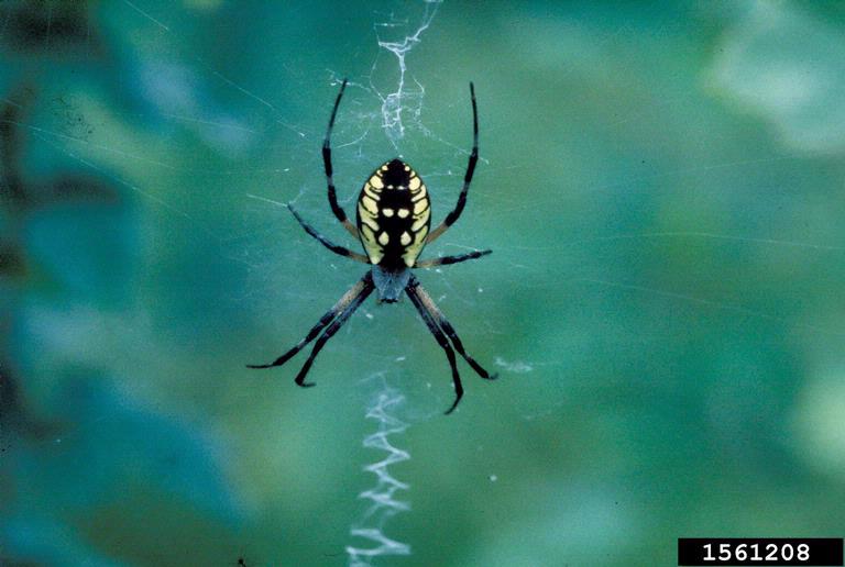 yellow garden spider (Argiope aurantia)