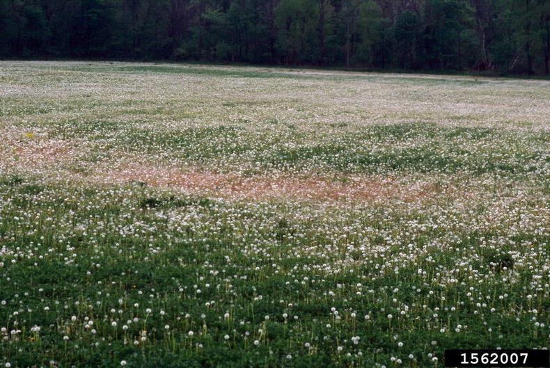 dandelion (Genus Taraxacum G.H. Weber ex Wiggers)