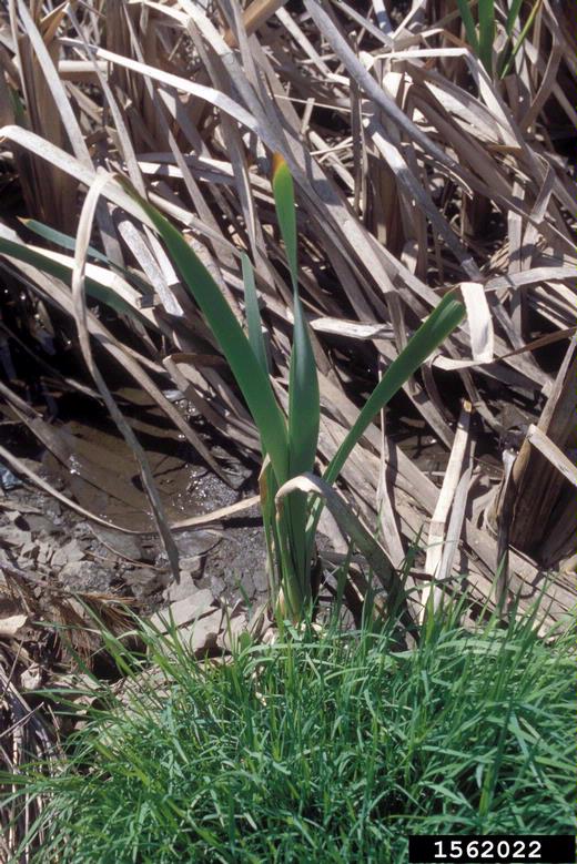 common cattail (Typha latifolia L.)