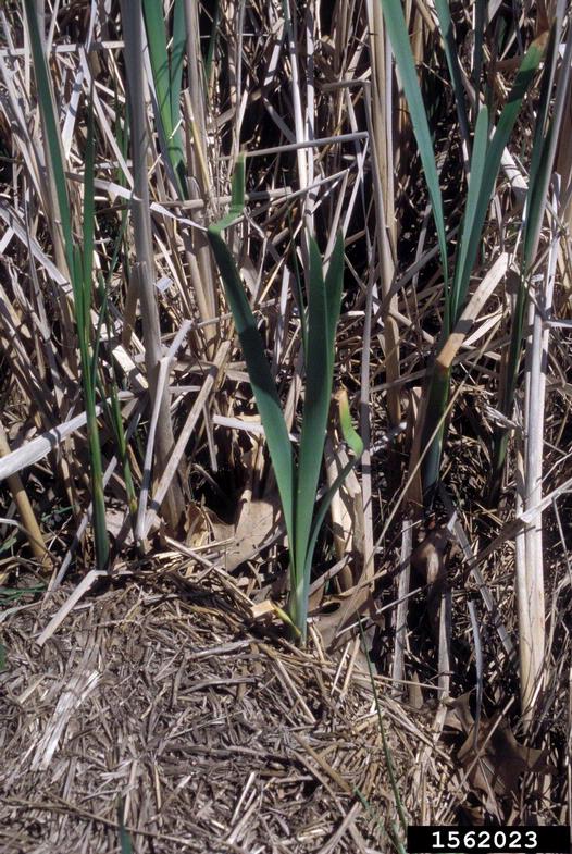 common cattail (Typha latifolia L.)