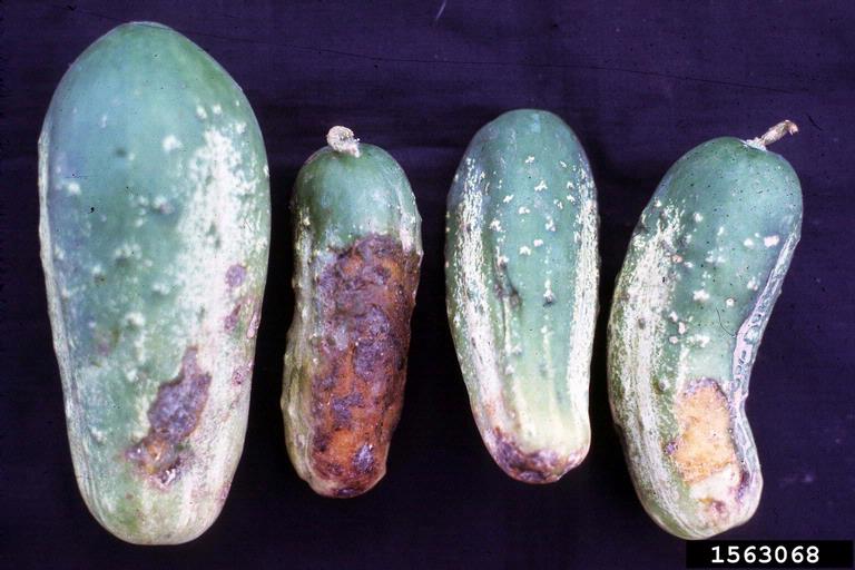 Rhizoctonia damping-off, blight and rot (Rhizoctonia solani)