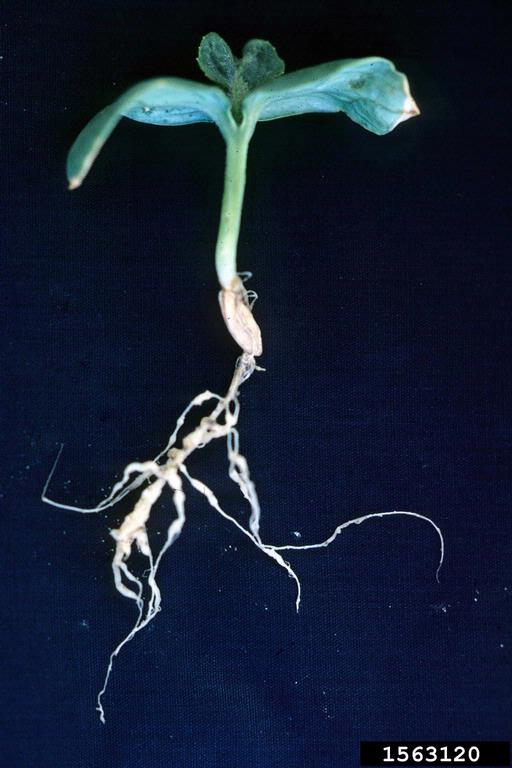 root-knot nematode (Genus Meloidogyne)