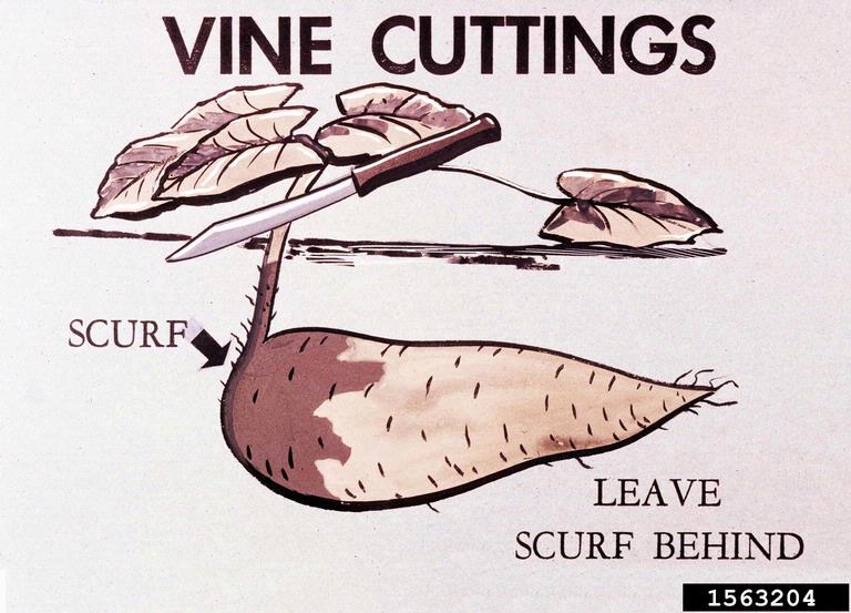 scurf, Monilochaetes infuscans (Incertae sedis: Incertae sedis) - 1563204