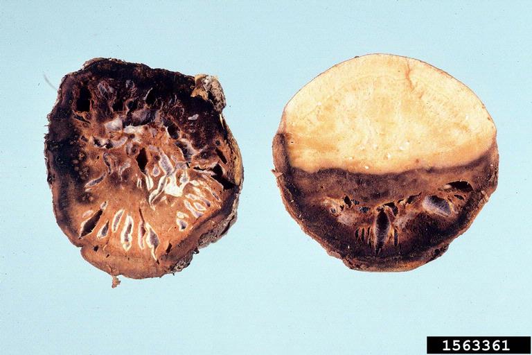 Fusarium damping-off (Fusarium solani)