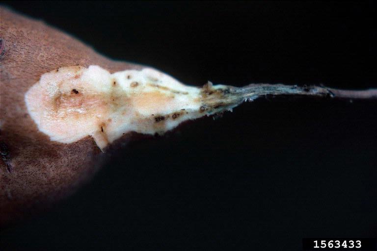root-knot nematode (Genus Meloidogyne)