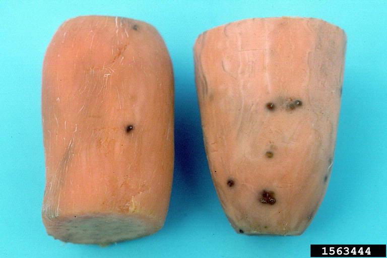 root-knot nematode (Genus Meloidogyne)