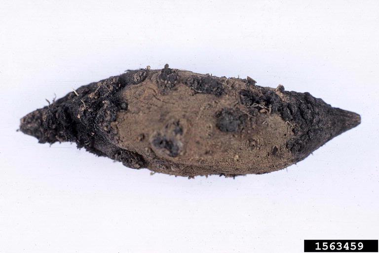 Java black rot (Lasiodiplodia theobromae (Pat.) Griffon & Maubl.)