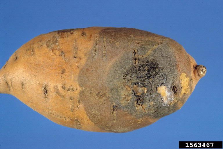 Java black rot (Lasiodiplodia theobromae)