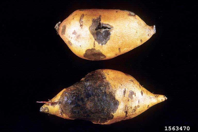 Ceratocystis fimbriata ~ Detailed Information | Photos | Videos