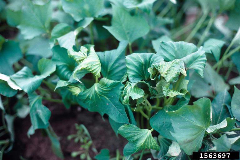 Gibberella baccata (Wallr.) Sacc. (Teleomorph for Fusarium lateritium Nees)