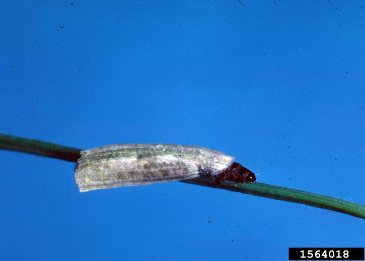 larch casebearer (Coleophora laricella (Hubner))