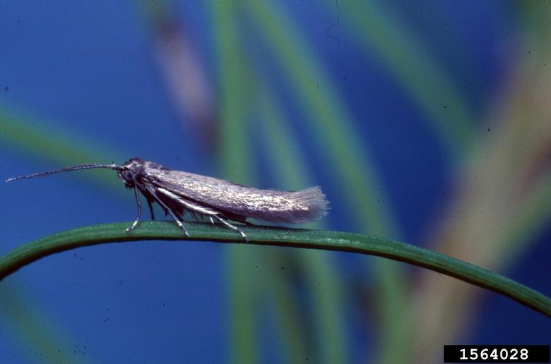 larch casebearer (Coleophora laricella)