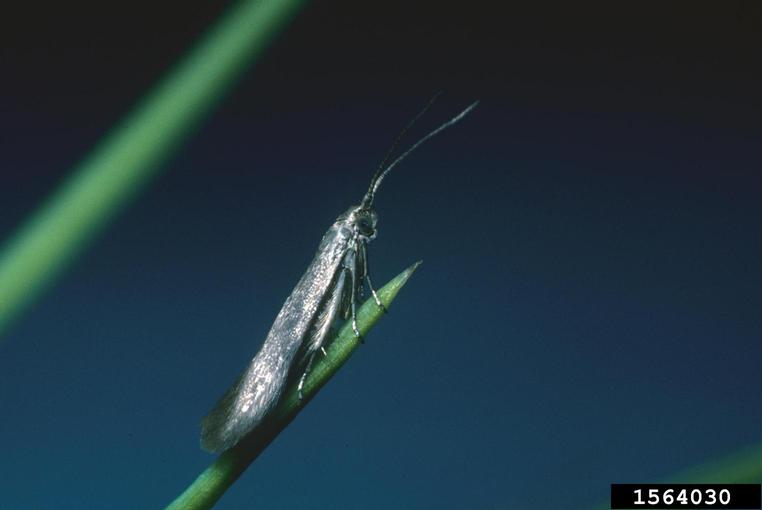larch casebearer (Coleophora laricella)
