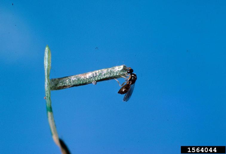 Eulophid wasp (Elachertus fenestratus Nees, 1834)