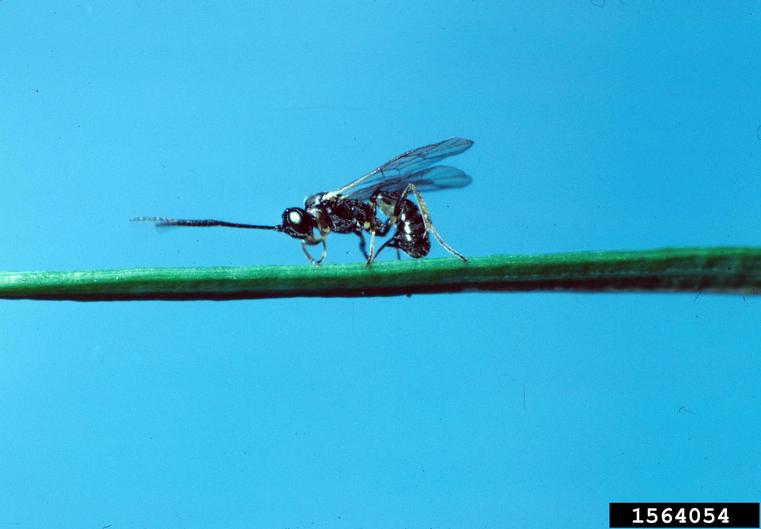 Ichneumonid parasitoid wasp (Diadegma laricinellum (Strobl 1904))