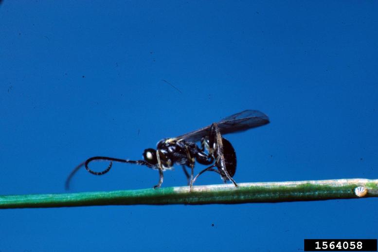 Ichneumonid parasitoid wasp (Diadegma laricinellum)