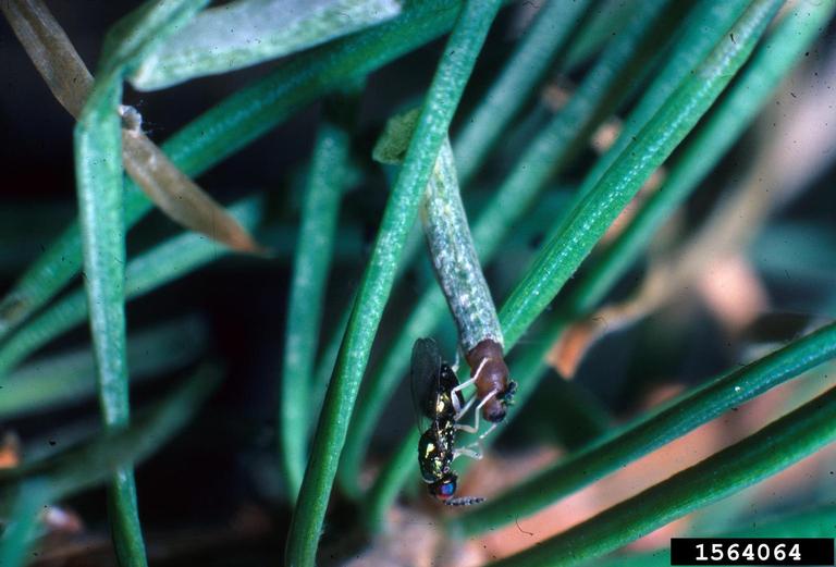 Eulophid wasp (Chrysocharis laricinellae (Ratzeburg, 1848))