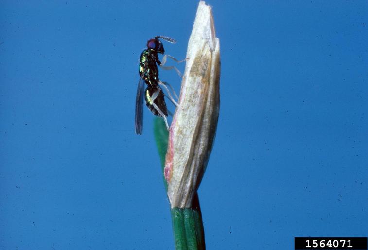 Eulophid wasp (Chrysocharis laricinellae (Ratzeburg, 1848))