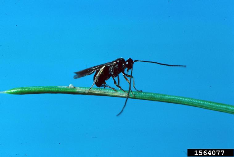 larch casebearer parasitic wasp (Agathis pumila)