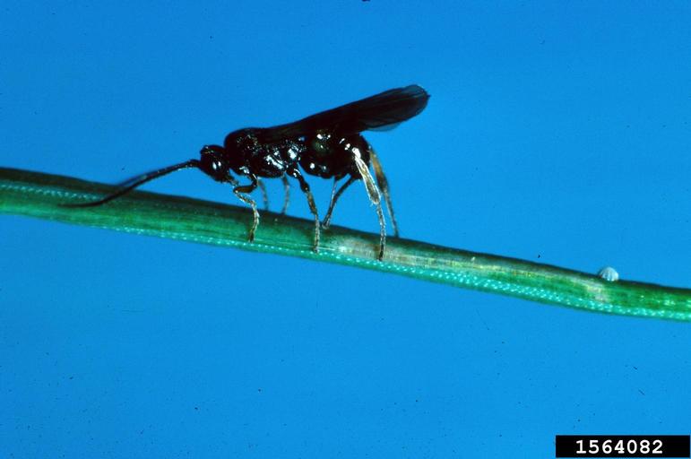 larch casebearer parasitic wasp (Agathis pumila)