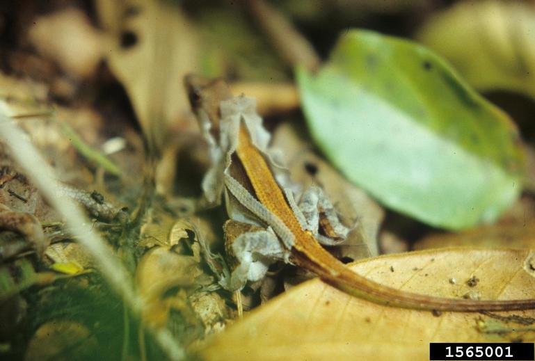 anole (Genus Anolis Daudin, 1802)