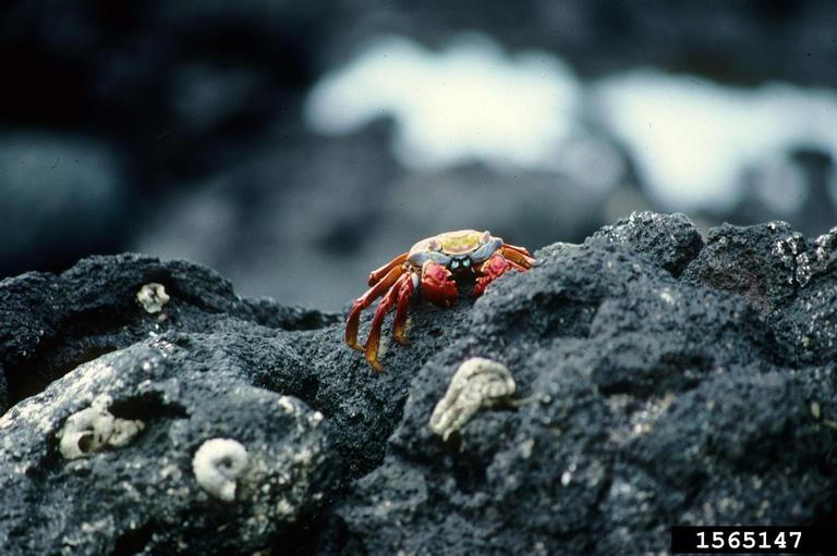 Sally Lightfoot crab, Grapsus grapsus (Decapoda: Grapsidae) - 1565147