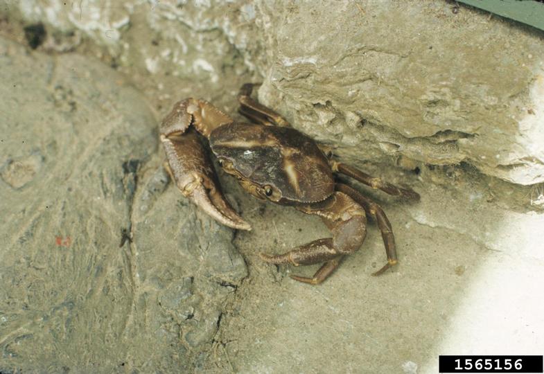blackback land crab (Gecarcinus lateralis)