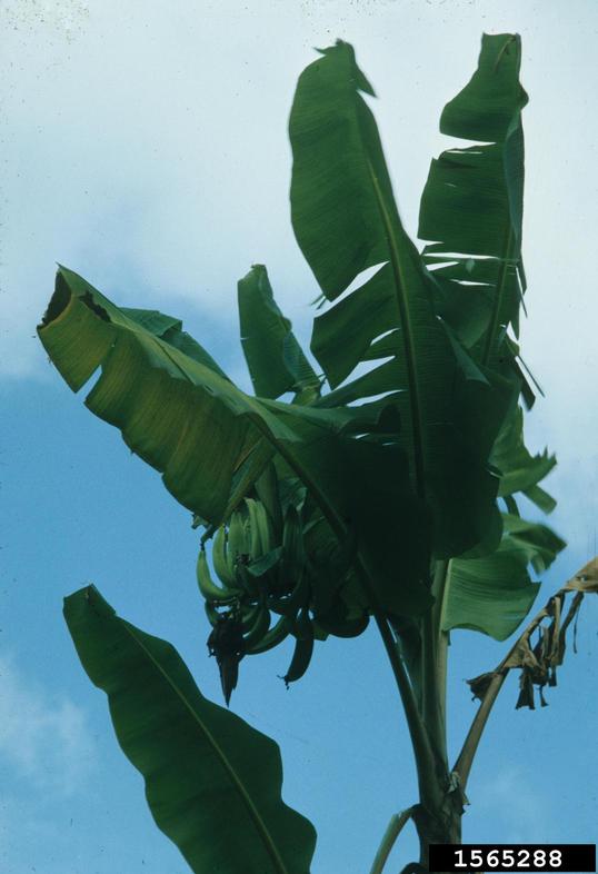 bananas (Genus Musa)