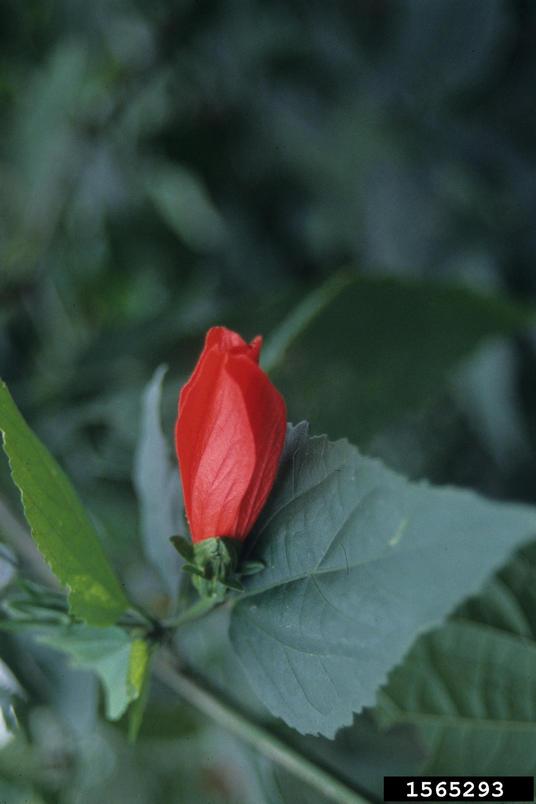wax mallow (Malvaviscus arboreus Dill. ex Cav.)