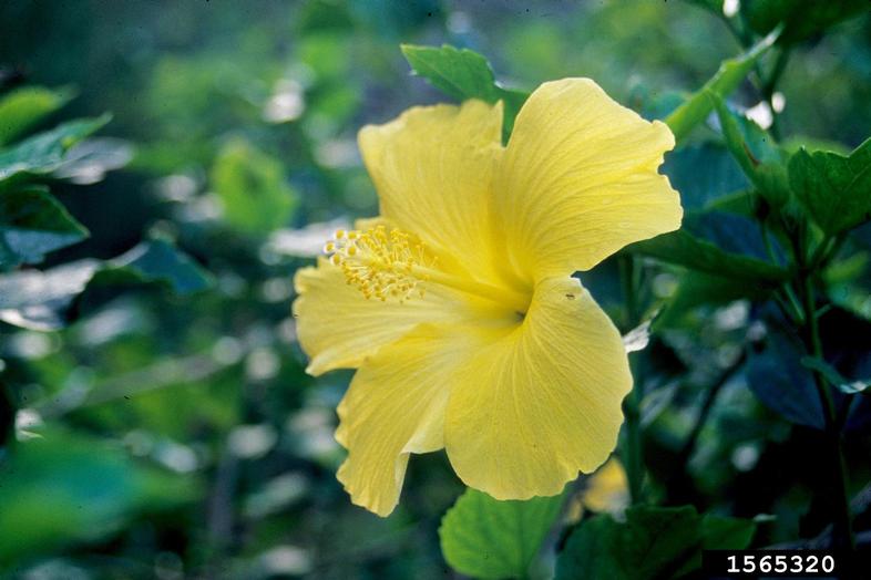 shoeblackplant (Hibiscus rosa-sinensis L.)