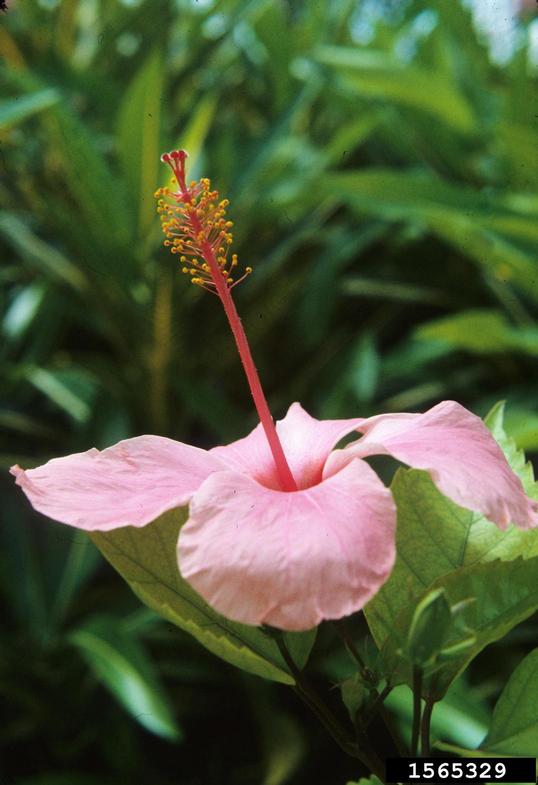 shoeblackplant (Hibiscus rosa-sinensis L.)