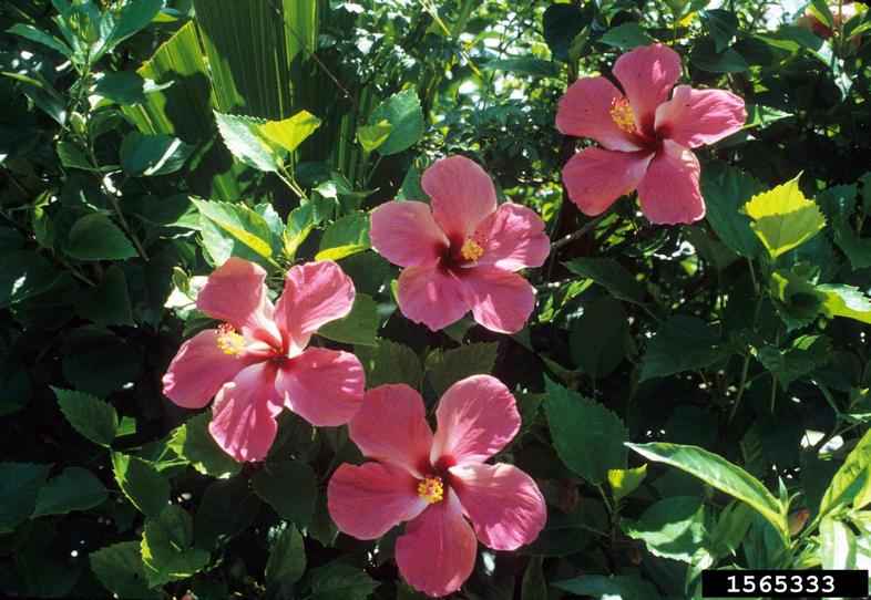 shoeblackplant (Hibiscus rosa-sinensis L.)