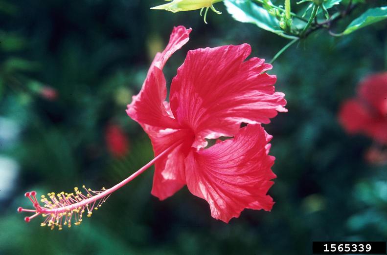 shoeblackplant (Hibiscus rosa-sinensis L.)