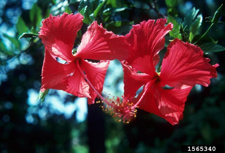 shoeblackplant (Hibiscus rosa-sinensis L.)