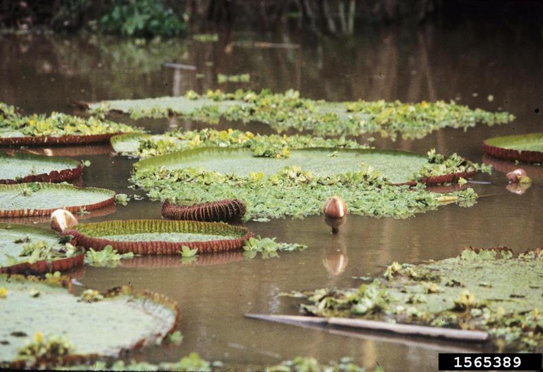 Amazon water-lily (Victoria amazonica (Poepp.) J.C. Sowerby)
