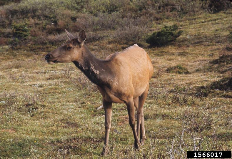 elk (Cervus elaphus Linnaeus, 1758)