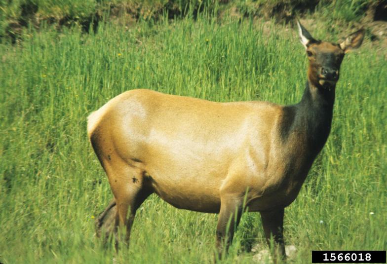 elk (Cervus elaphus Linnaeus, 1758)