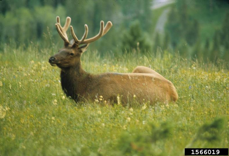 elk (Cervus elaphus)