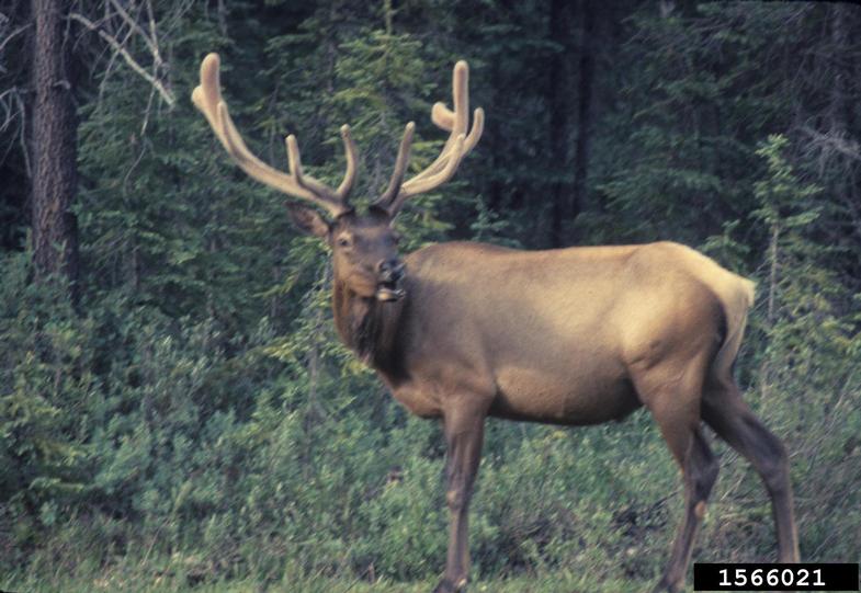 elk, Cervus elaphus (Artiodactyla: Cervidae) - 1566021