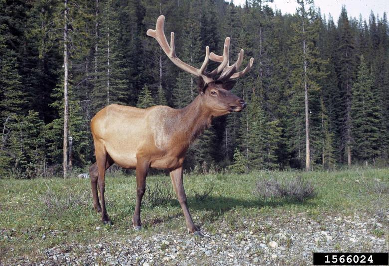 elk, Cervus elaphus (Artiodactyla: Cervidae) - 1566024