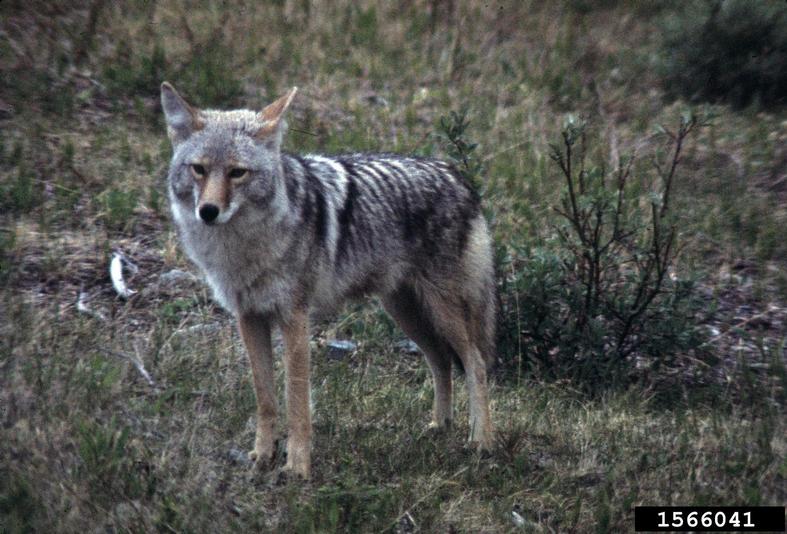 coyote, Canis latrans (Carnivora: Canidae) - 1566041